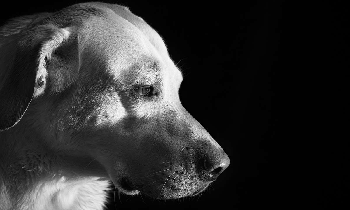 Quanto costa un cane | DogDeliver