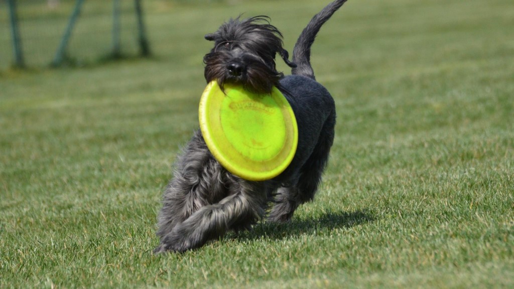 Il Disc Dog | Dogdeliver