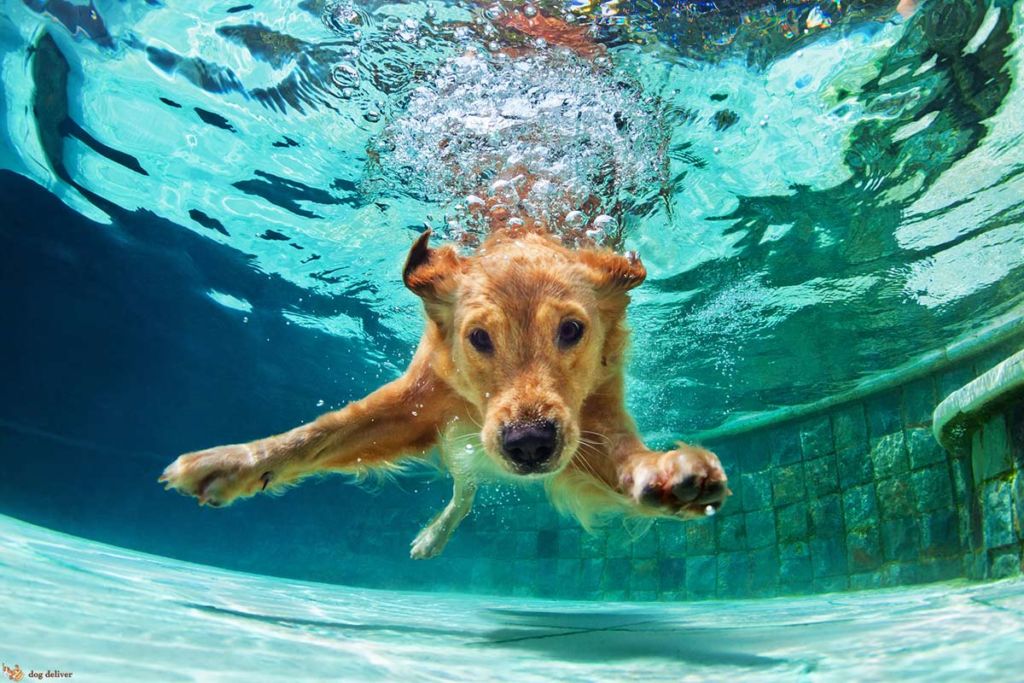 Tutti I Cani Sanno Nuotare Dogdeliver tutti-i-cani-sanno-nuotare-dogdeliver