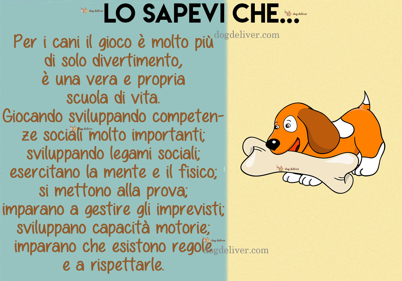 Il gioco è una scuola di vita per i cani| Dogdeliver