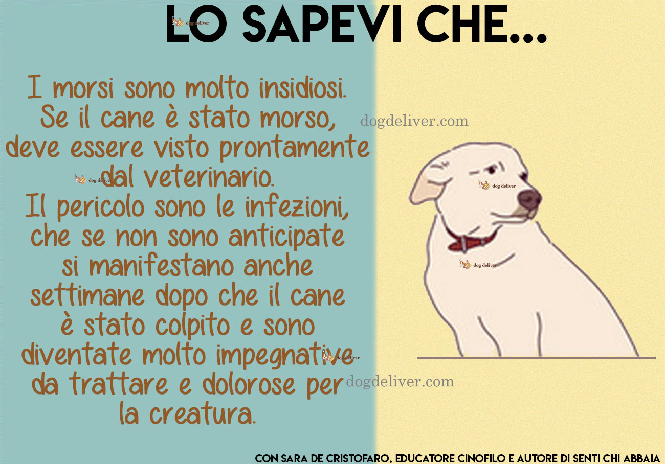 Cani: cosa fare in caso di morso | Dogdeliver