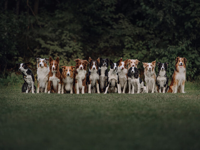 Capire i cani; il codice di comportamento | Dogdeliver