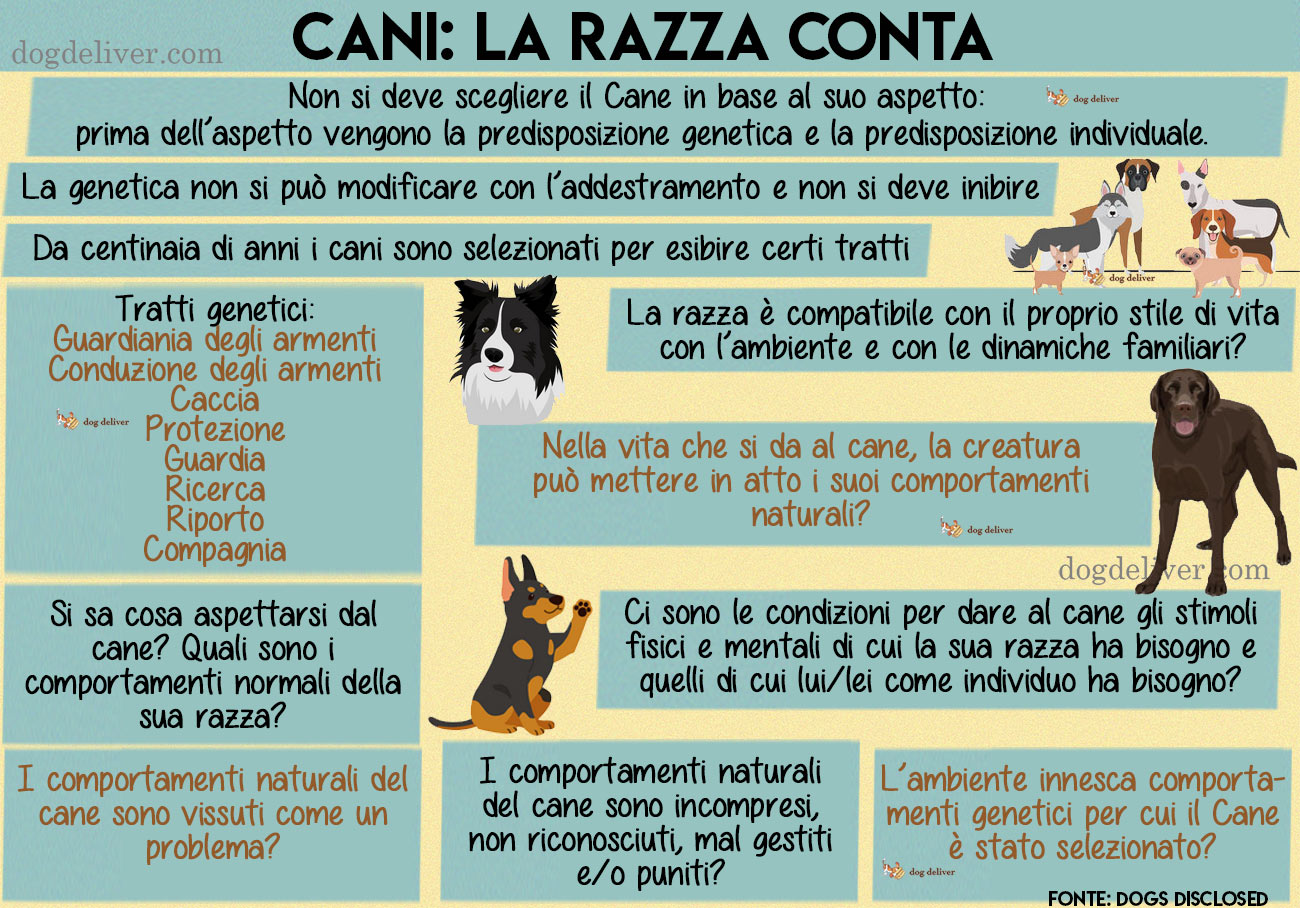 Quanto conta la razza nella scelta del cane | Dogdeliver