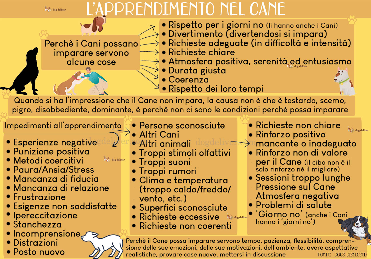 L’apprendimento del Cane: le regole d’oro | Dogdeliver