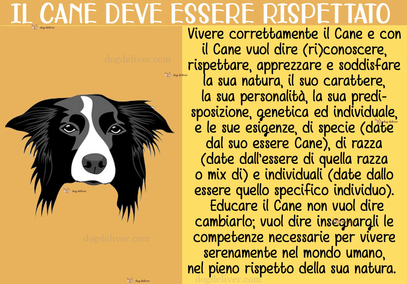 Amare veramente il Cane: cosa vuol dire| Dogdeliver